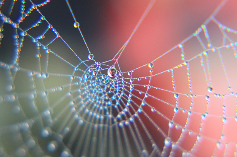 Forming a Bond with Customers through Spiderweb Marketing